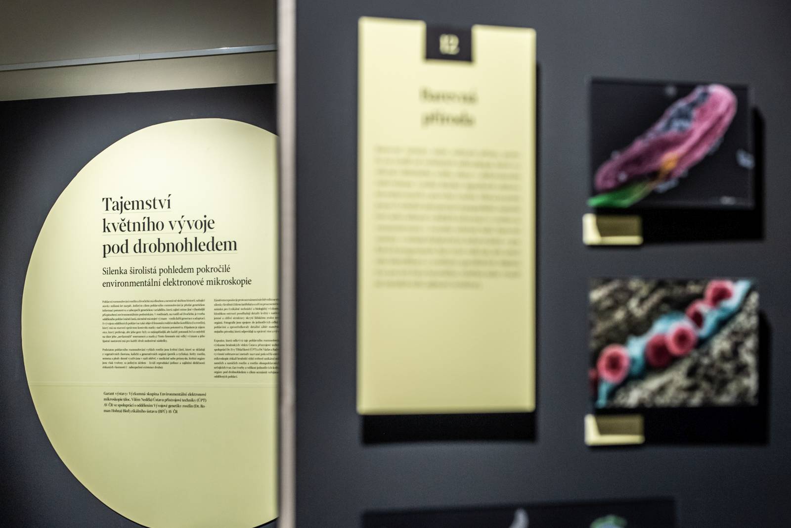 Obnažená důmyslnost evoluce. Nová výstava ukazuje květy do nebývalých ...